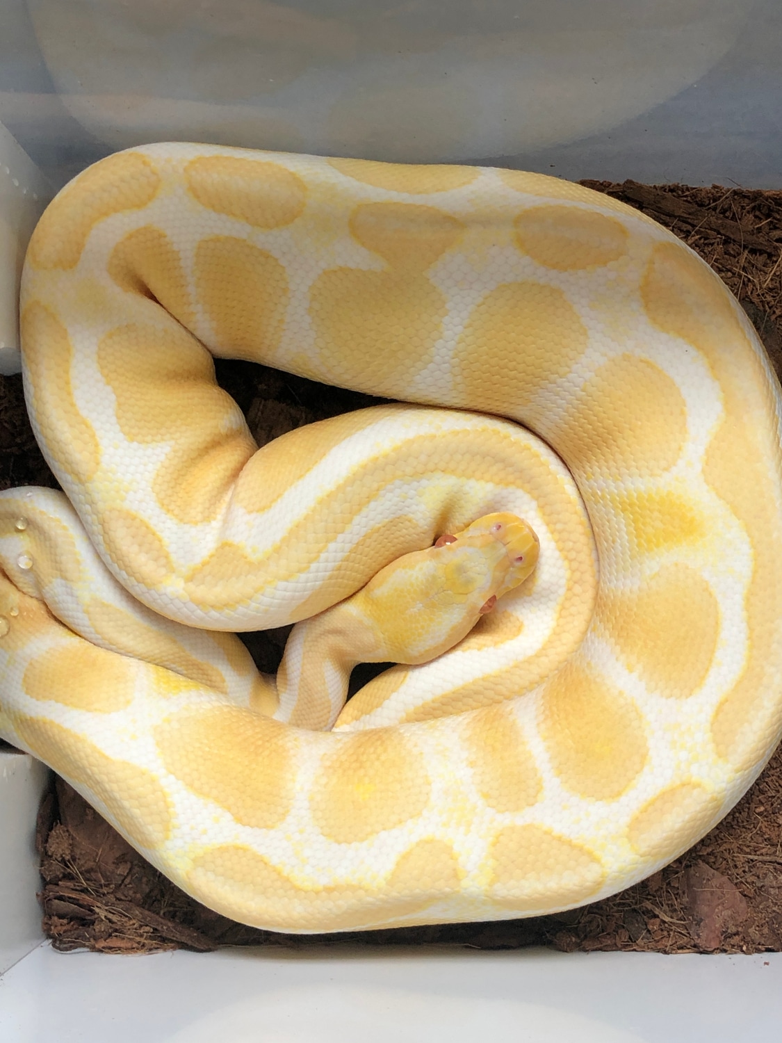 Albino (High Contrast) Female CB2019 Ball Python by Reptile Avenue ...