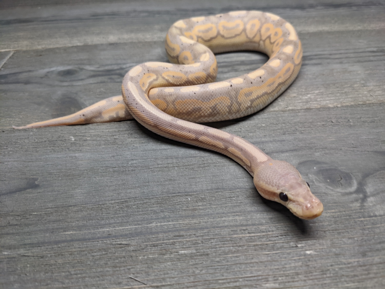 Banana Cinnamon Ball Python by The Reptile Barn - MorphMarket