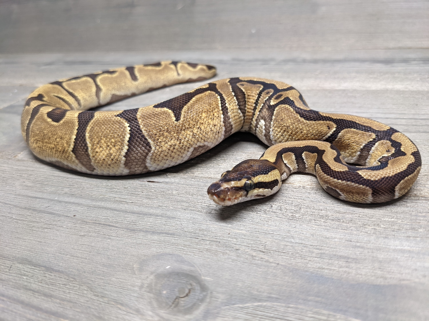 Enchi Het Piebald Ball Python by The Reptile Barn - MorphMarket