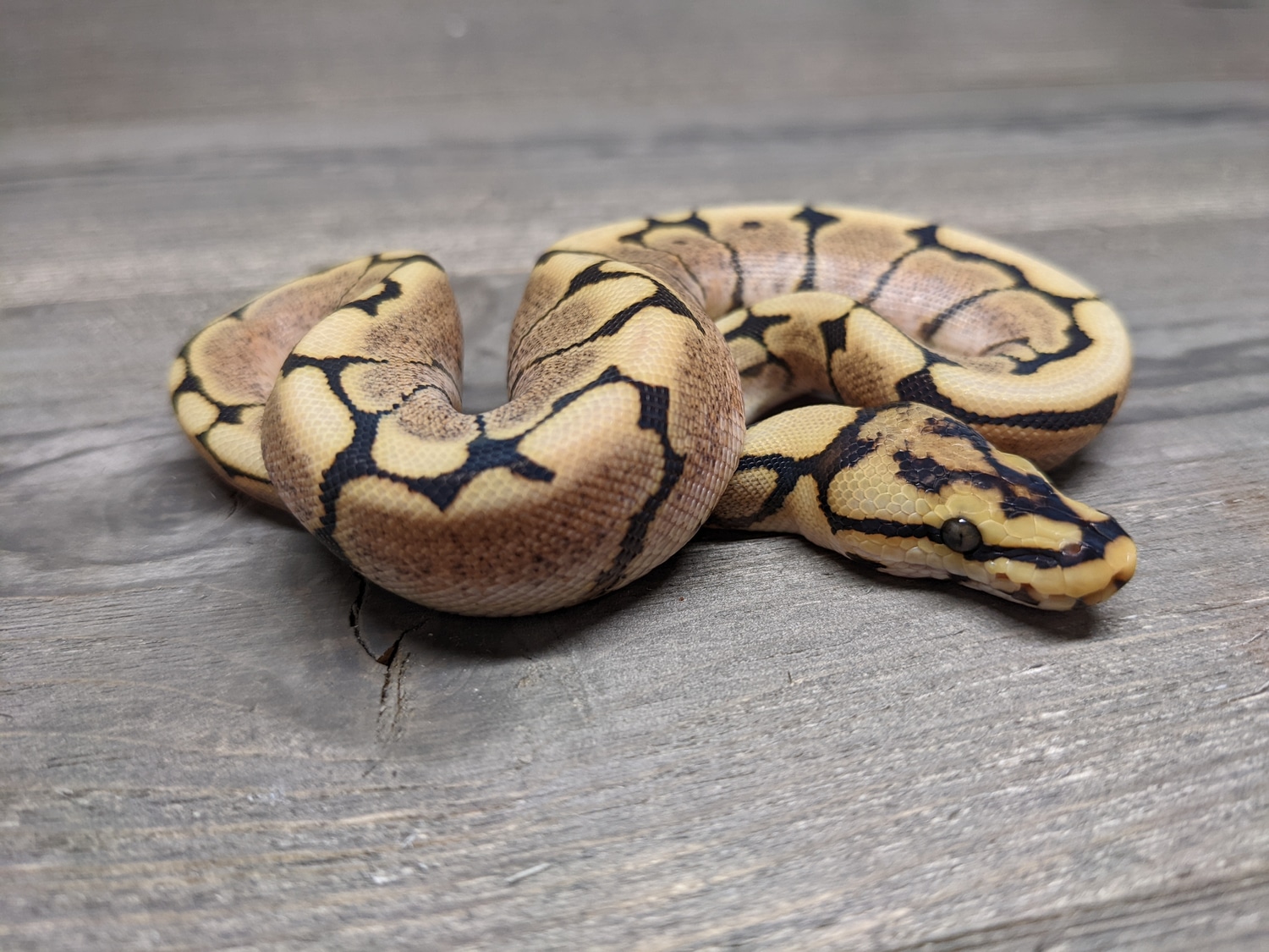 Spider Yellowbelly Desert Ghost Ball Python by The Reptile Barn ...