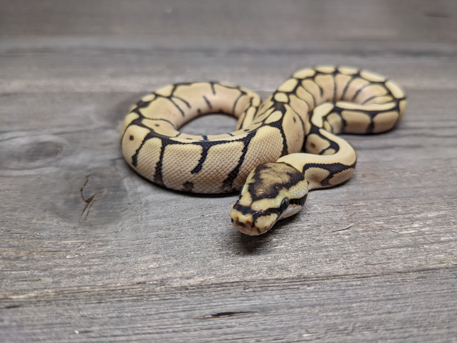 Spider Mojave Desert Ghost Ball Python by The Reptile Barn - MorphMarket