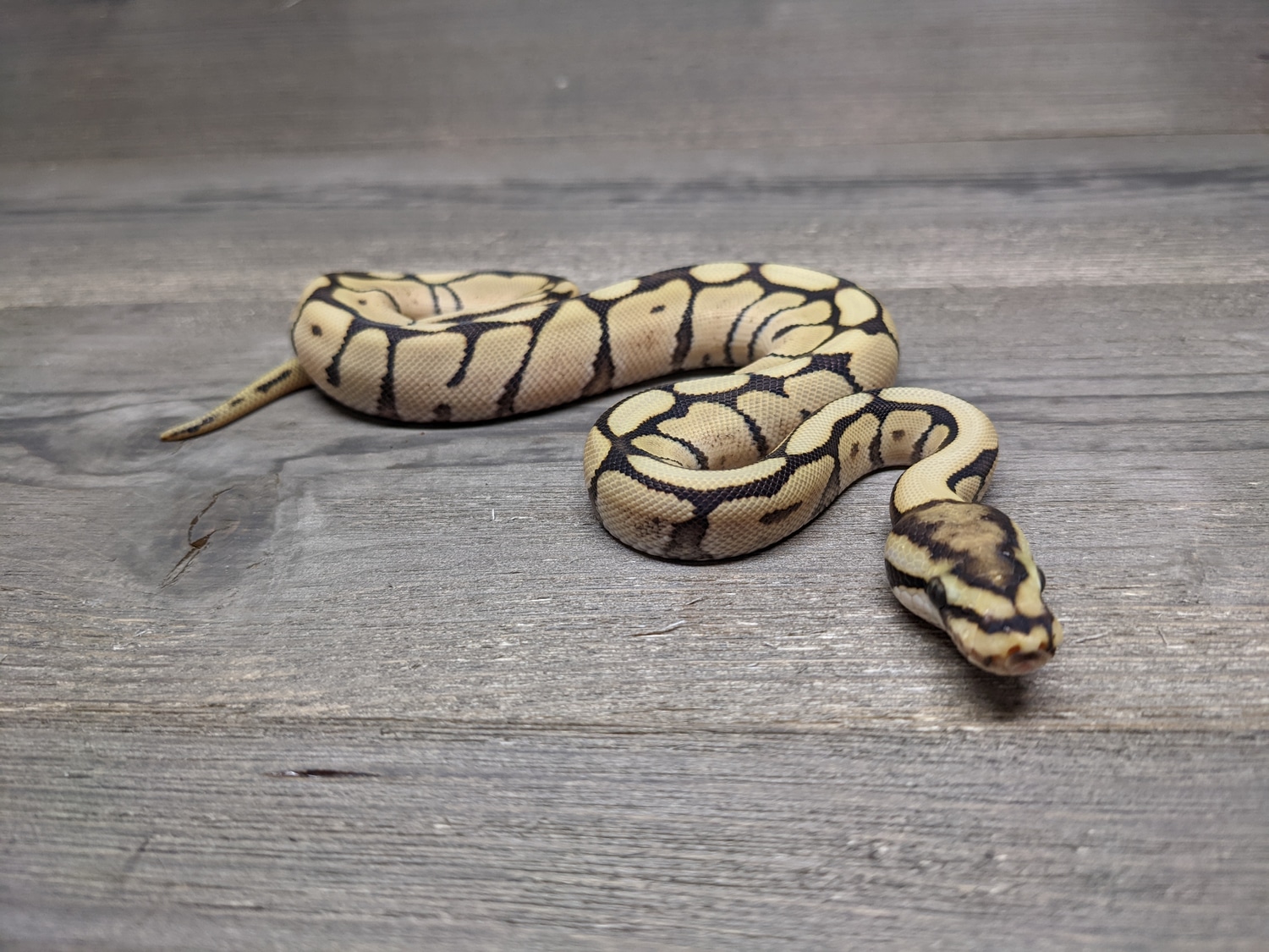Spider Mojave Desert Ghost Ball Python by The Reptile Barn - MorphMarket