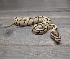 Spider Mojave Desert Ghost Ball Python by The Reptile Barn - MorphMarket