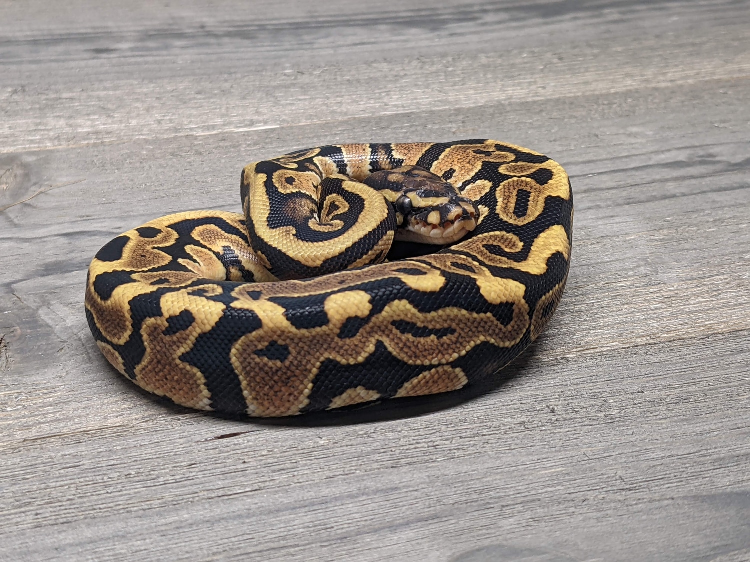 Spotnose Double Het Clown Piebald Ball Python by The Reptile Barn ...