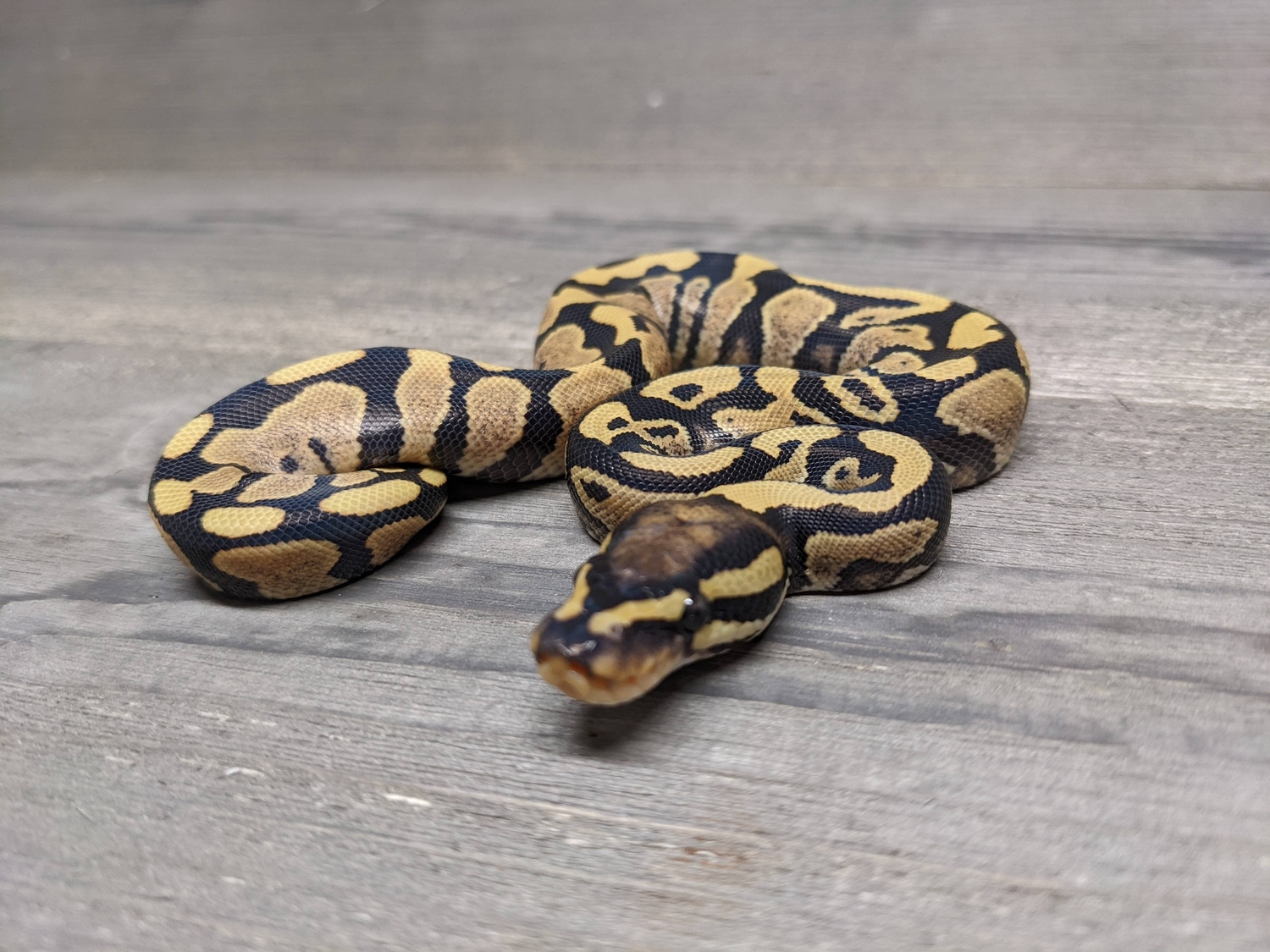 Desert Ghost Ball Python by The Reptile Barn - MorphMarket