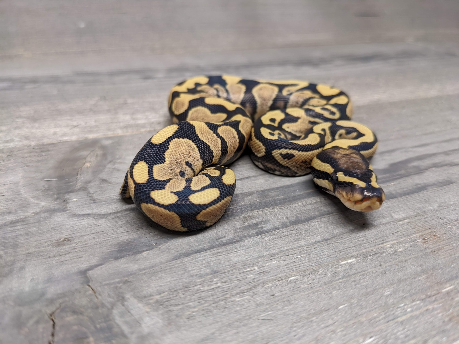 Desert Ghost Ball Python by The Reptile Barn - MorphMarket