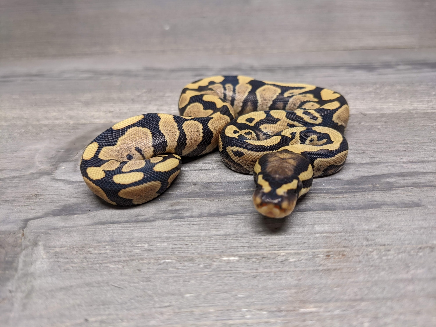 Desert Ghost Ball Python by The Reptile Barn - MorphMarket