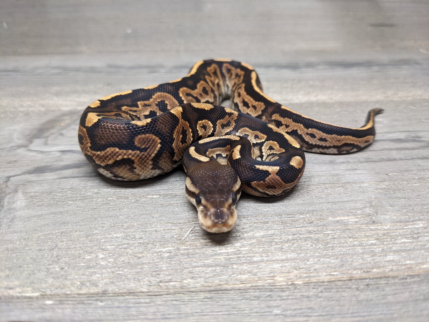 Cinnamon Sapphire Ball Python by The Reptile Barn - MorphMarket