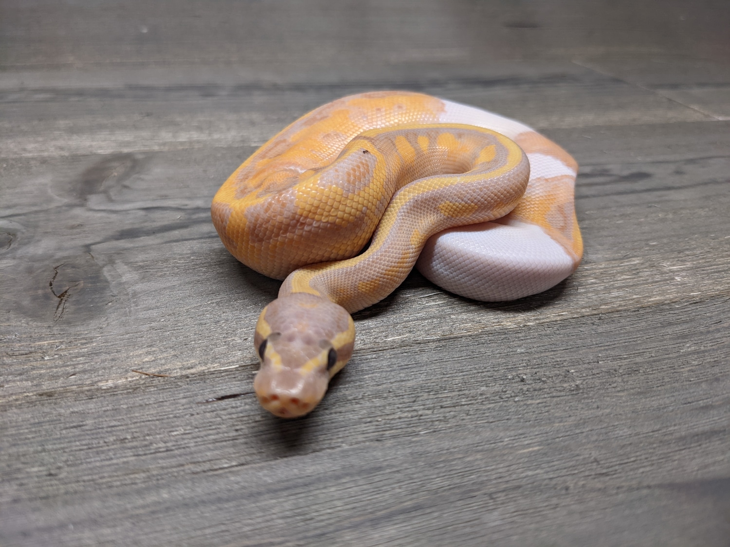 Banana Piebald Ball Python by The Reptile Barn - MorphMarket