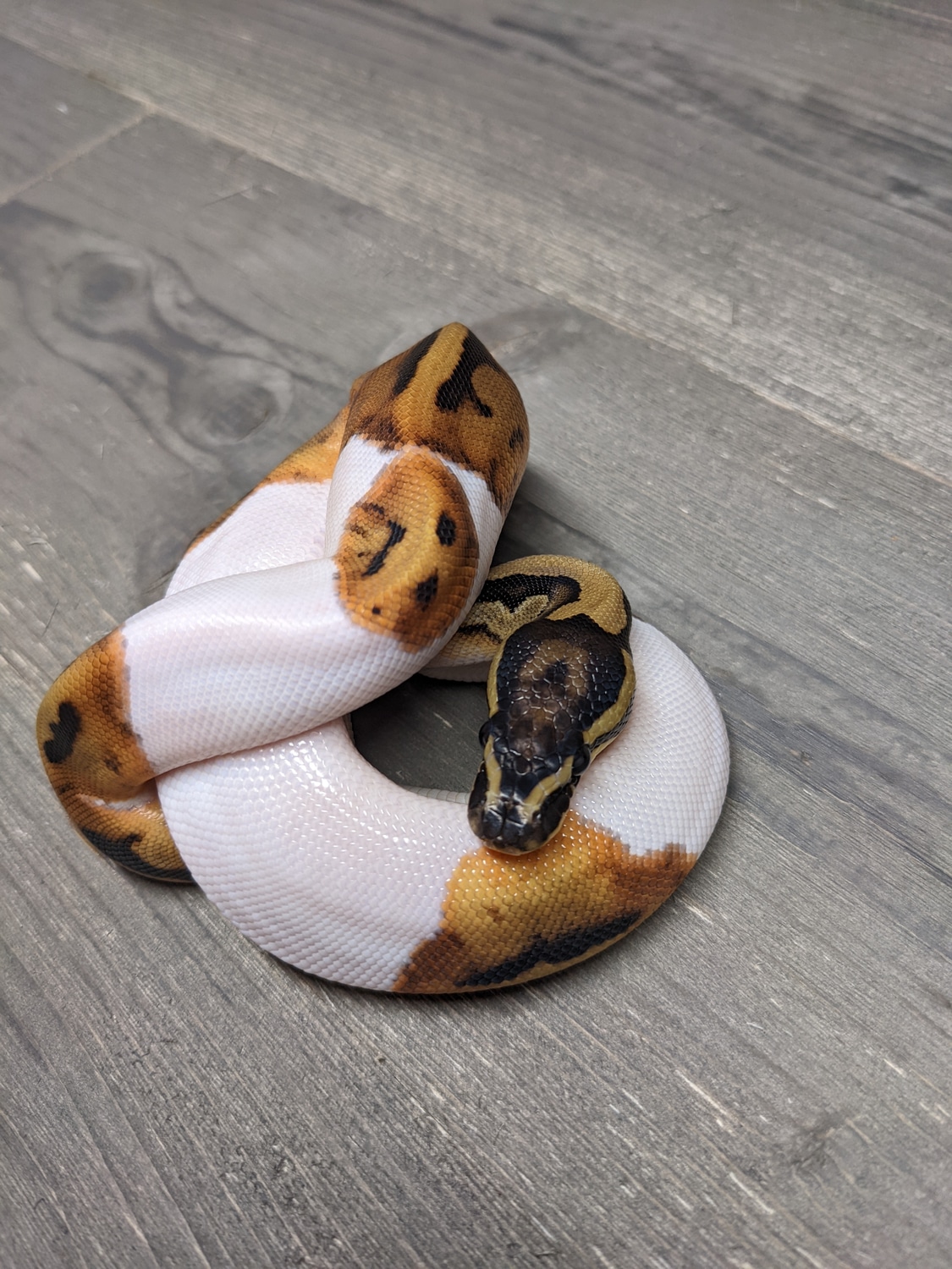 Piebald Ball Python by The Reptile Barn - MorphMarket