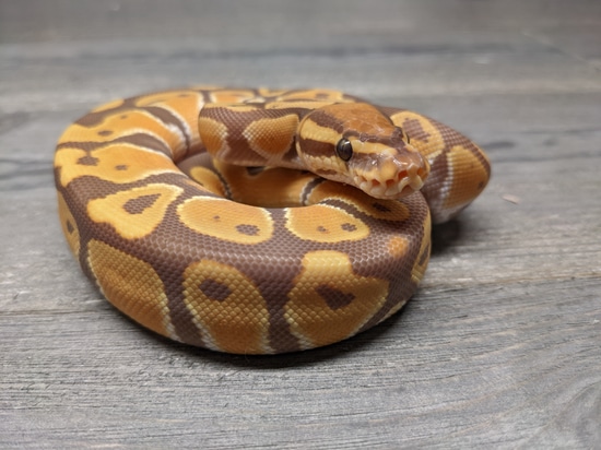 Orange Dream Ultramel Ball Python by The Reptile Barn