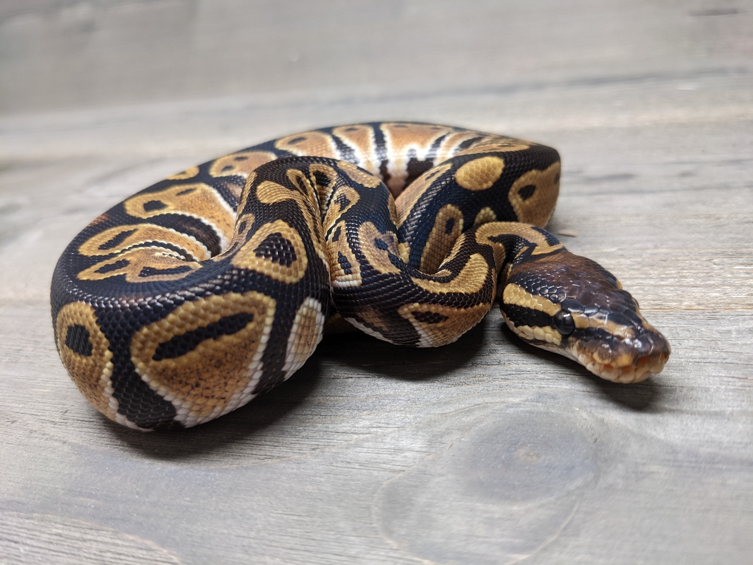 Orange Dream Het Ultramel Ball Python by The Reptile Barn - MorphMarket