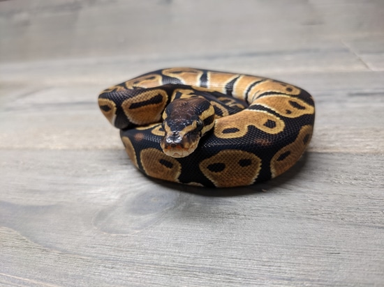 Orange Dream Het Ultramel Ball Python by The Reptile Barn