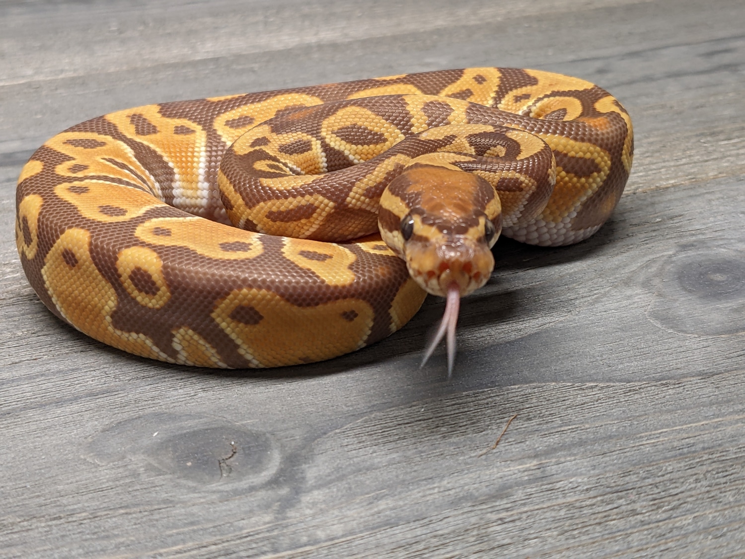 Orange Dream Ultramel Ball Python by The Reptile Barn - MorphMarket