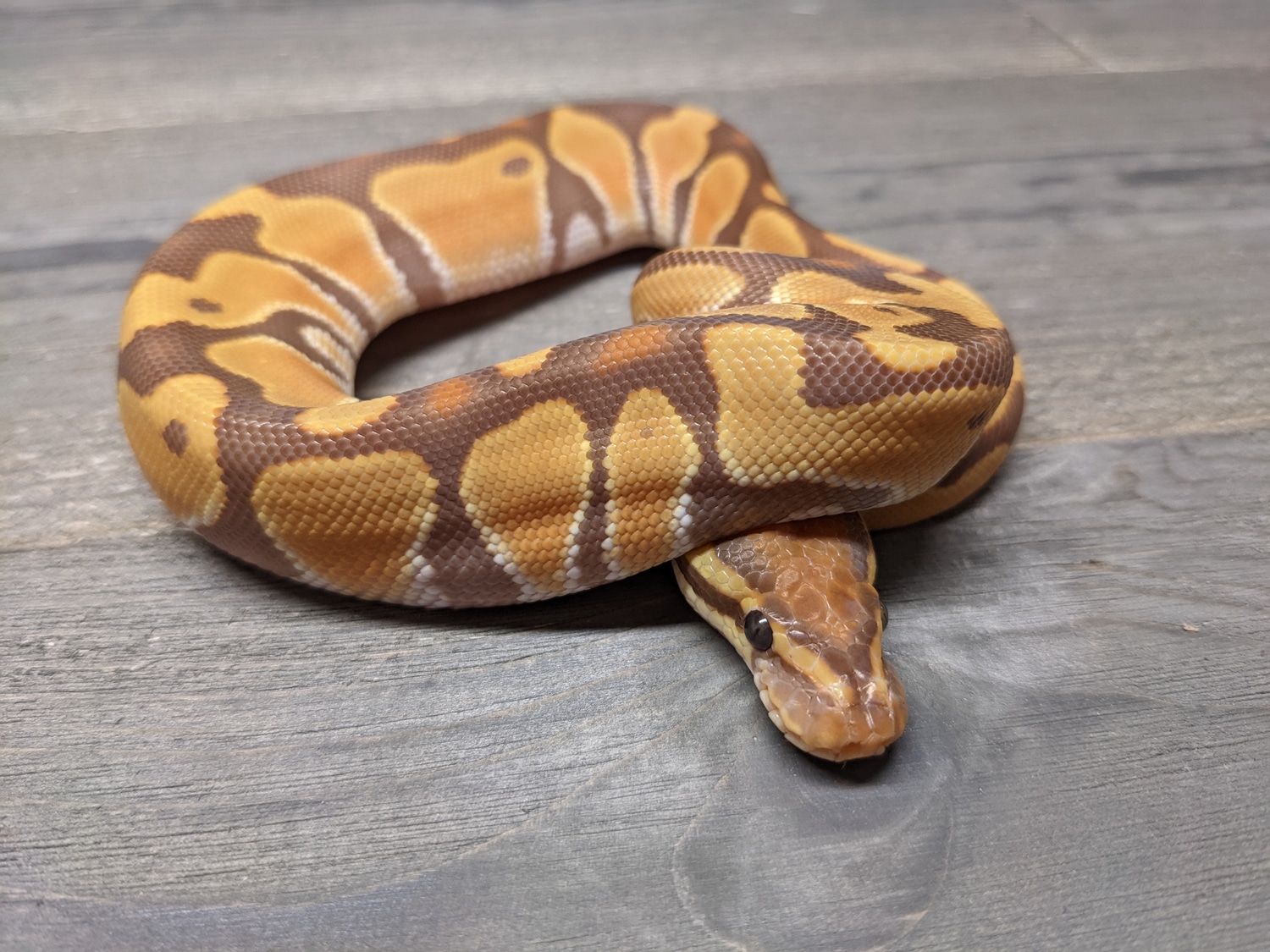 Orange Dream Ultramel Ball Python by The Reptile Barn - MorphMarket