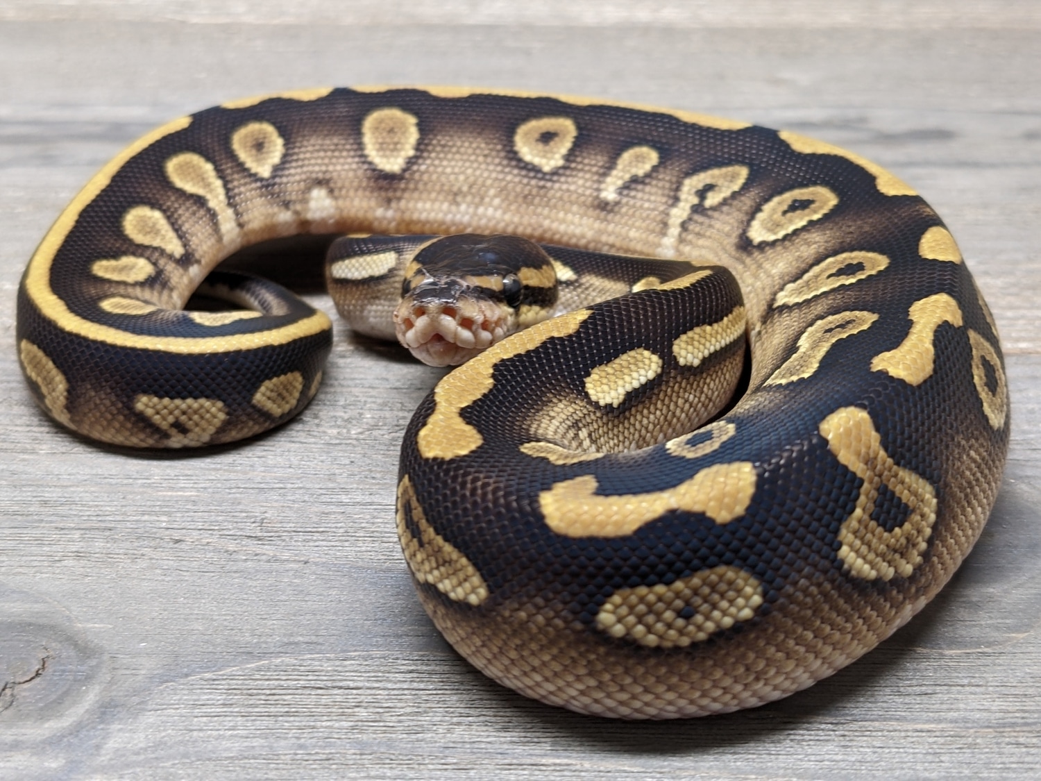 Mojave Wookie Ball Python by The Reptile Barn - MorphMarket