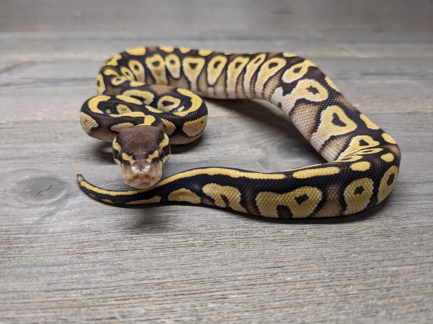 Pastel Mojave Ball Python by The Reptile Barn - MorphMarket