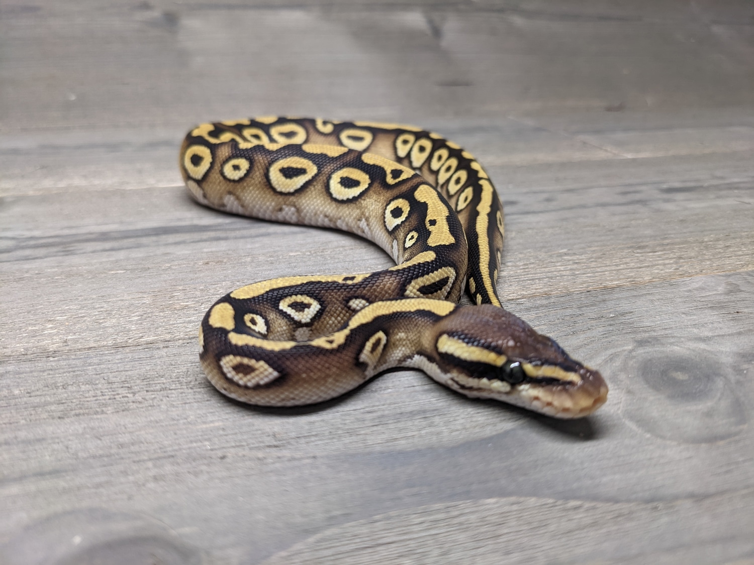 Pastel Mojave Ball Python by The Reptile Barn - MorphMarket