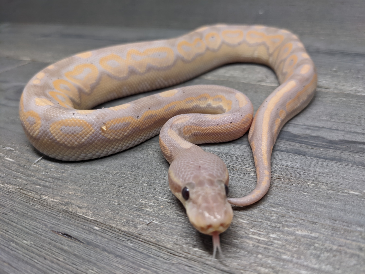 Banana Cinnamon Ball Python by The Reptile Barn - MorphMarket