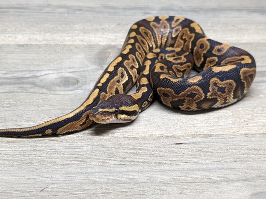 Sapphire Het Lavender Albino - FREE SHIPPING Ball Python by The Reptile ...