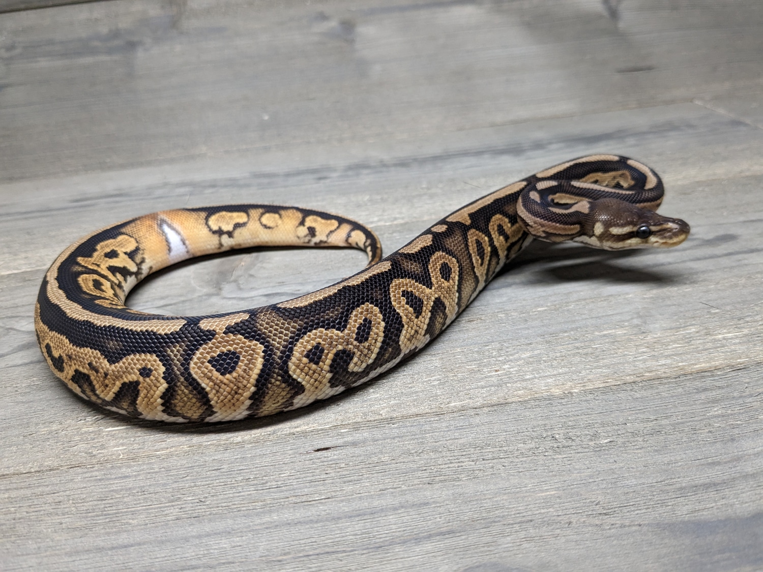 Cinnamon Het Citrus Hypo Het Piebald Ball Python by The Reptile Barn ...