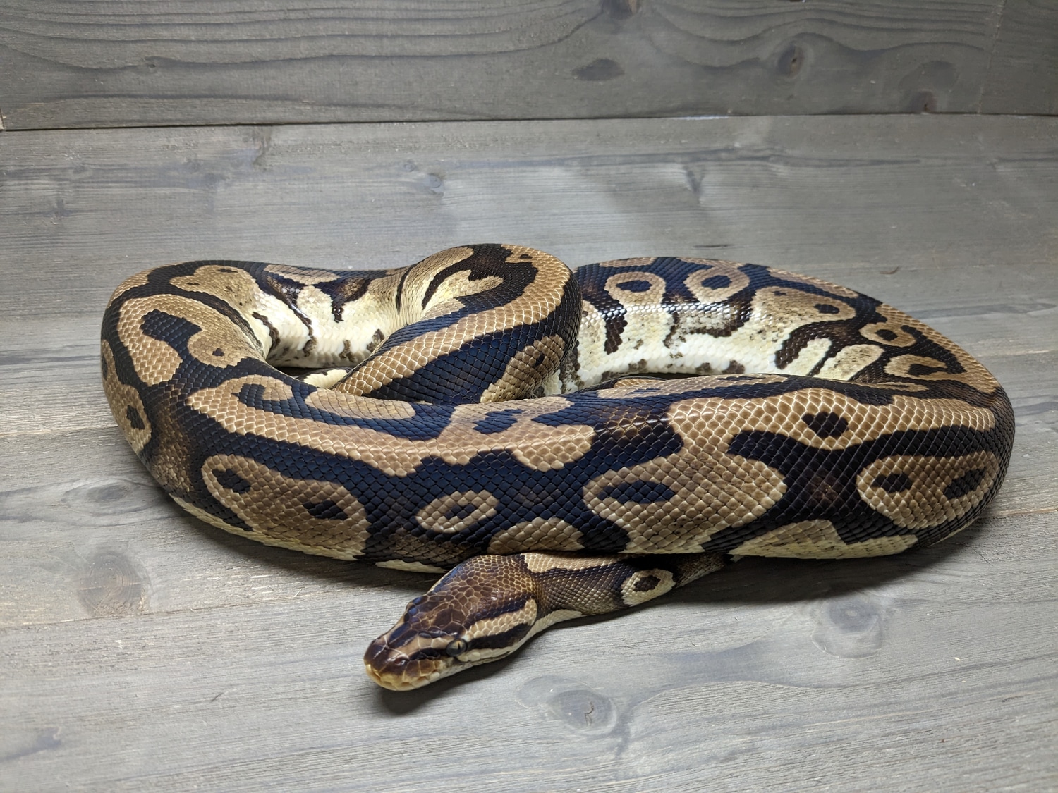 Pastel Het Piebald Ball Python by The Reptile Barn - MorphMarket