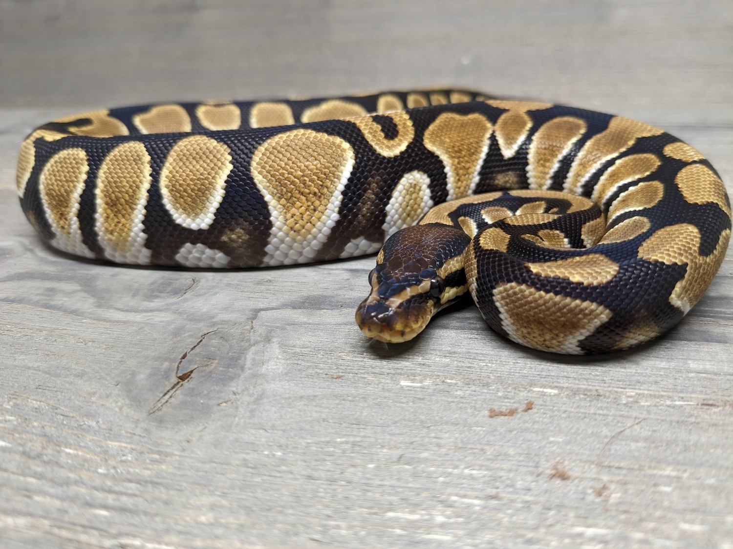 Orange Dream Het Ultramel Het Desert Ghost Ball Python by The Reptile ...
