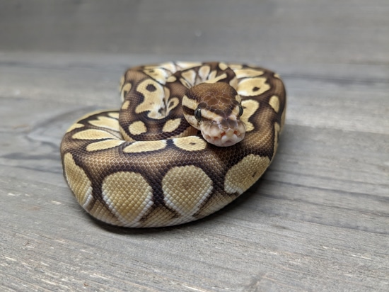 Orange Dream Lesser Het Ultramel Ball Python by The Reptile Barn