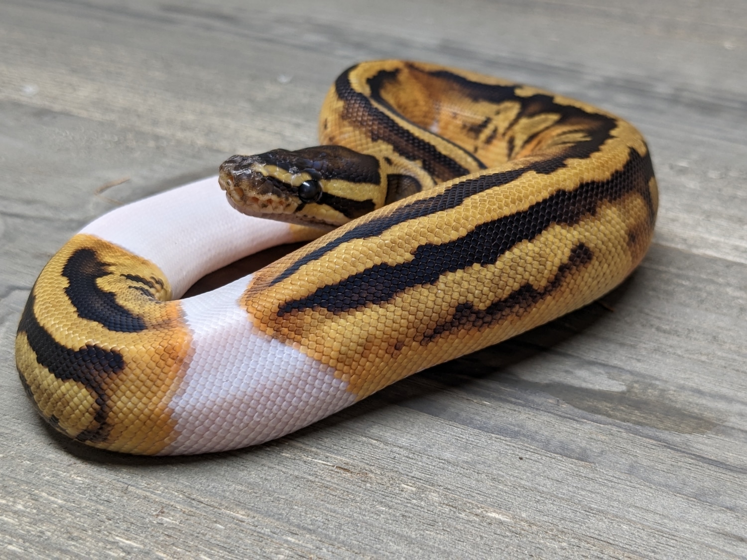 Piebald Ball Python by The Reptile Barn - MorphMarket