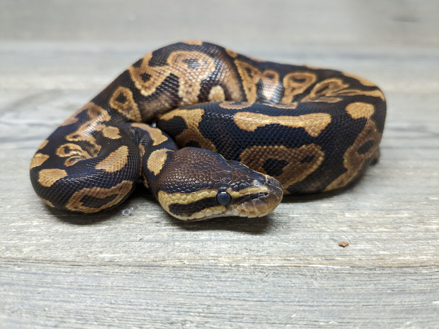 Sapphire Het Lavender Albino Ball Python by The Reptile Barn - MorphMarket