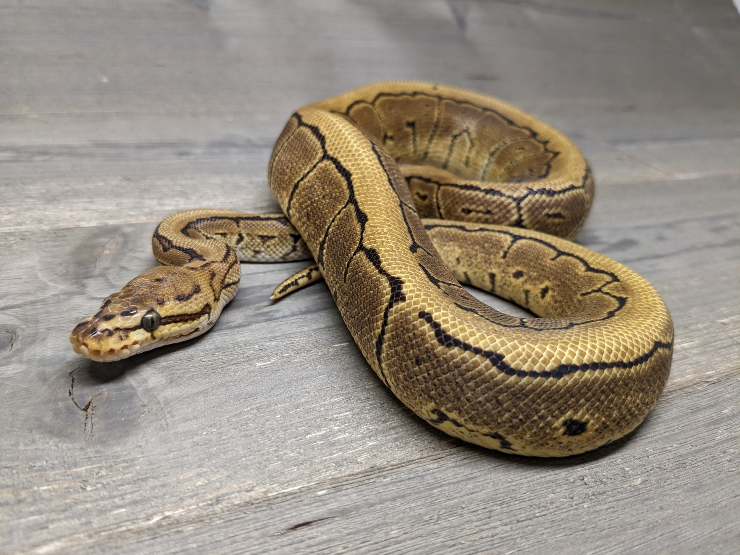 Pinstripe Orange Dream Het Piebald Het Clown Ball Python by The Reptile ...