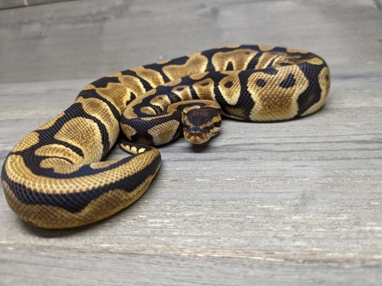 Het Sunset Het Piebald Ball Python by The Reptile Barn