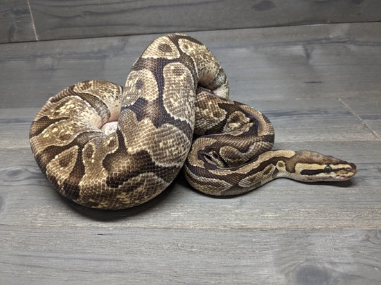 Flame Ball Python by The Reptile Barn