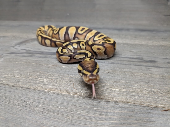 Mystic Orange Dream Enchi Flame Ball Python by The Reptile Barn