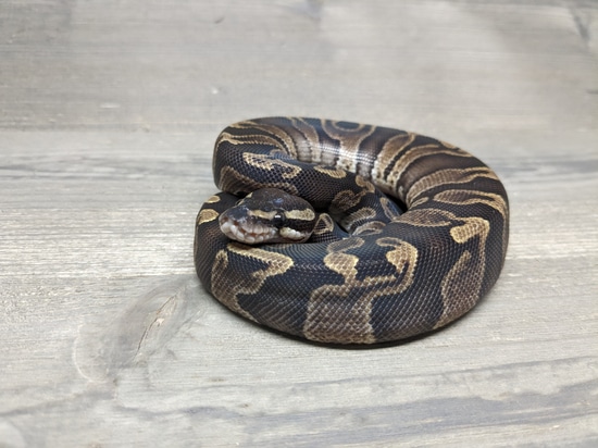 Ghi Het Piebald - FREE SHIPPING Ball Python by The Reptile Barn
