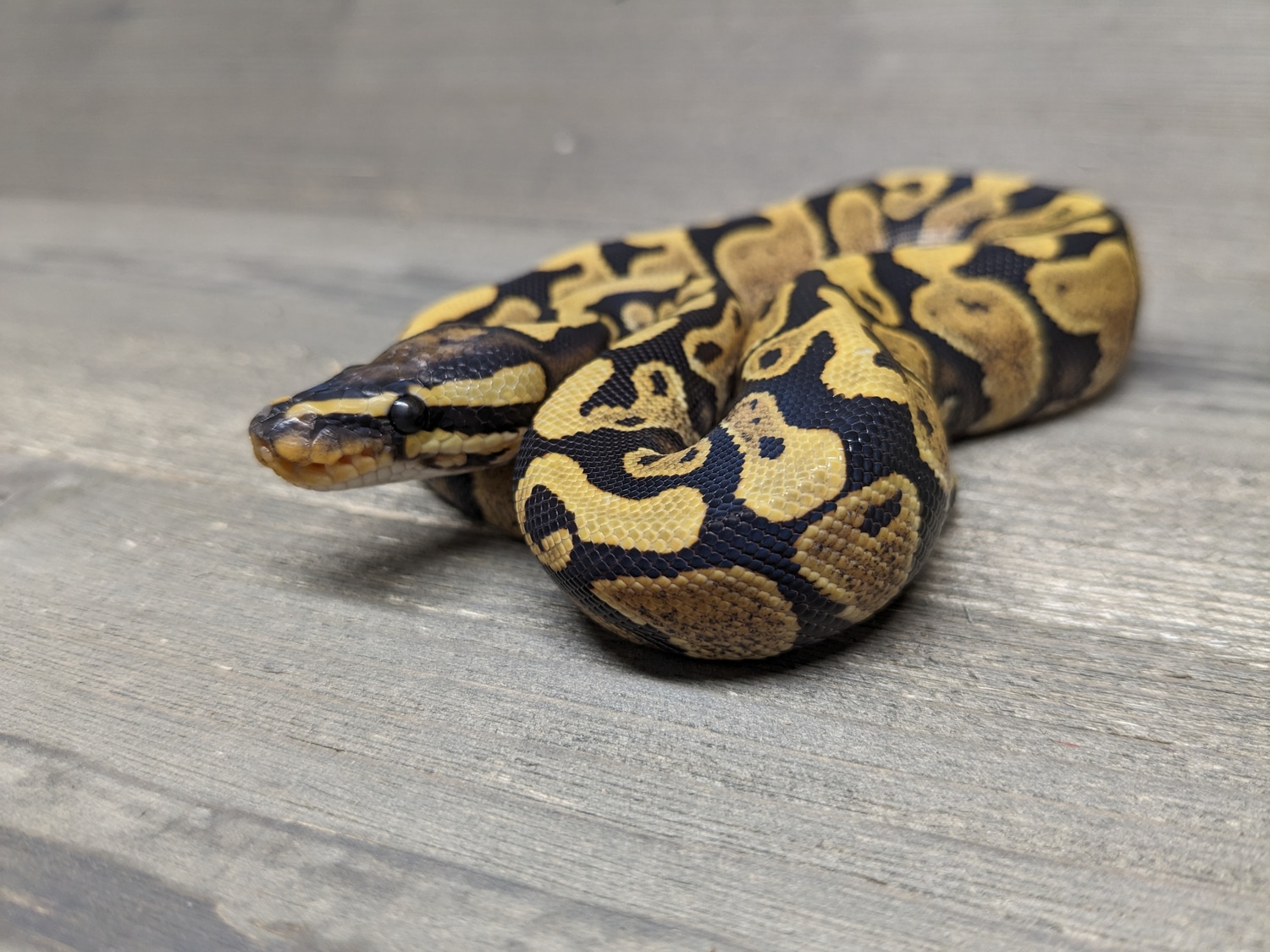 Yellowbelly Desert Ghost Ball Python by The Reptile Barn - MorphMarket