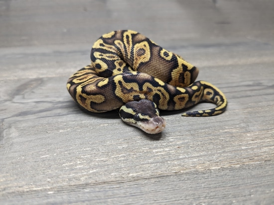 Pastel GHI Yellowbelly Het Desert Ghost Ball Python by The Reptile Barn