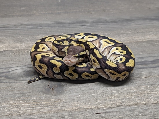 Mojave Pastel Het Desert Ghost Ball Python by The Reptile Barn