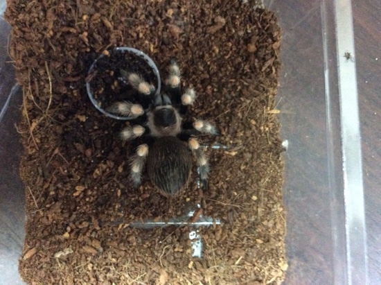 Mexican Red Knee Tarantula by B & B Exotic Animals