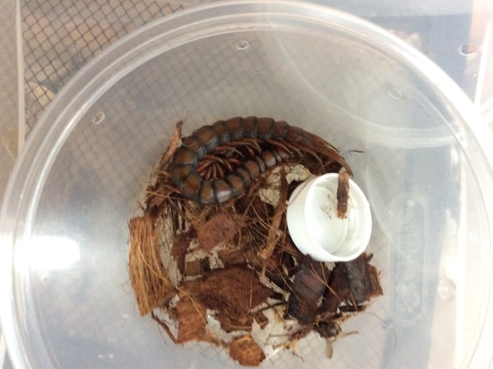 Barbados Giant Centipedes by B & B Exotic Animals