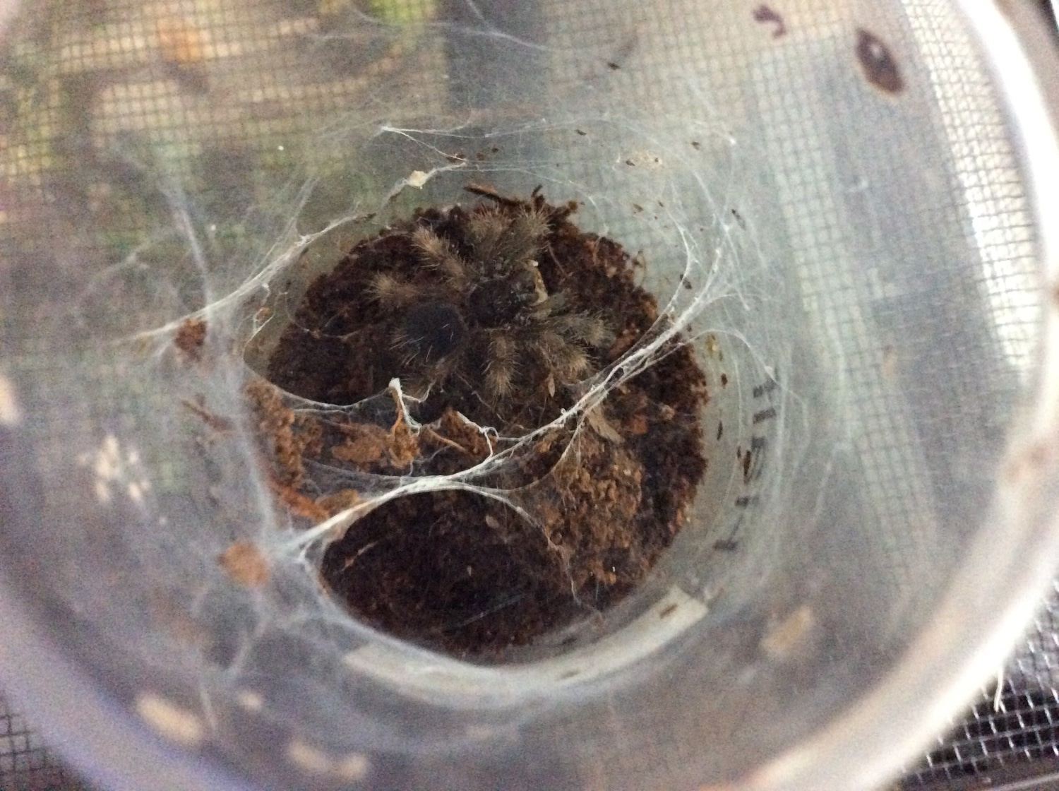 Mexican Half-and-half Tarantula by B & B Exotic Animals - MorphMarket