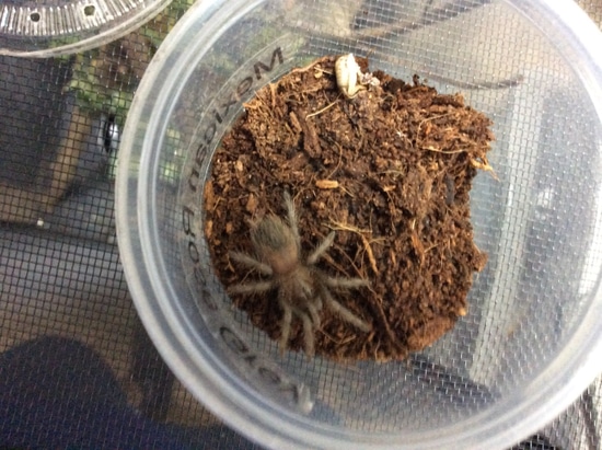 Mexican Rose Gray Tarantula by B & B Exotic Animals