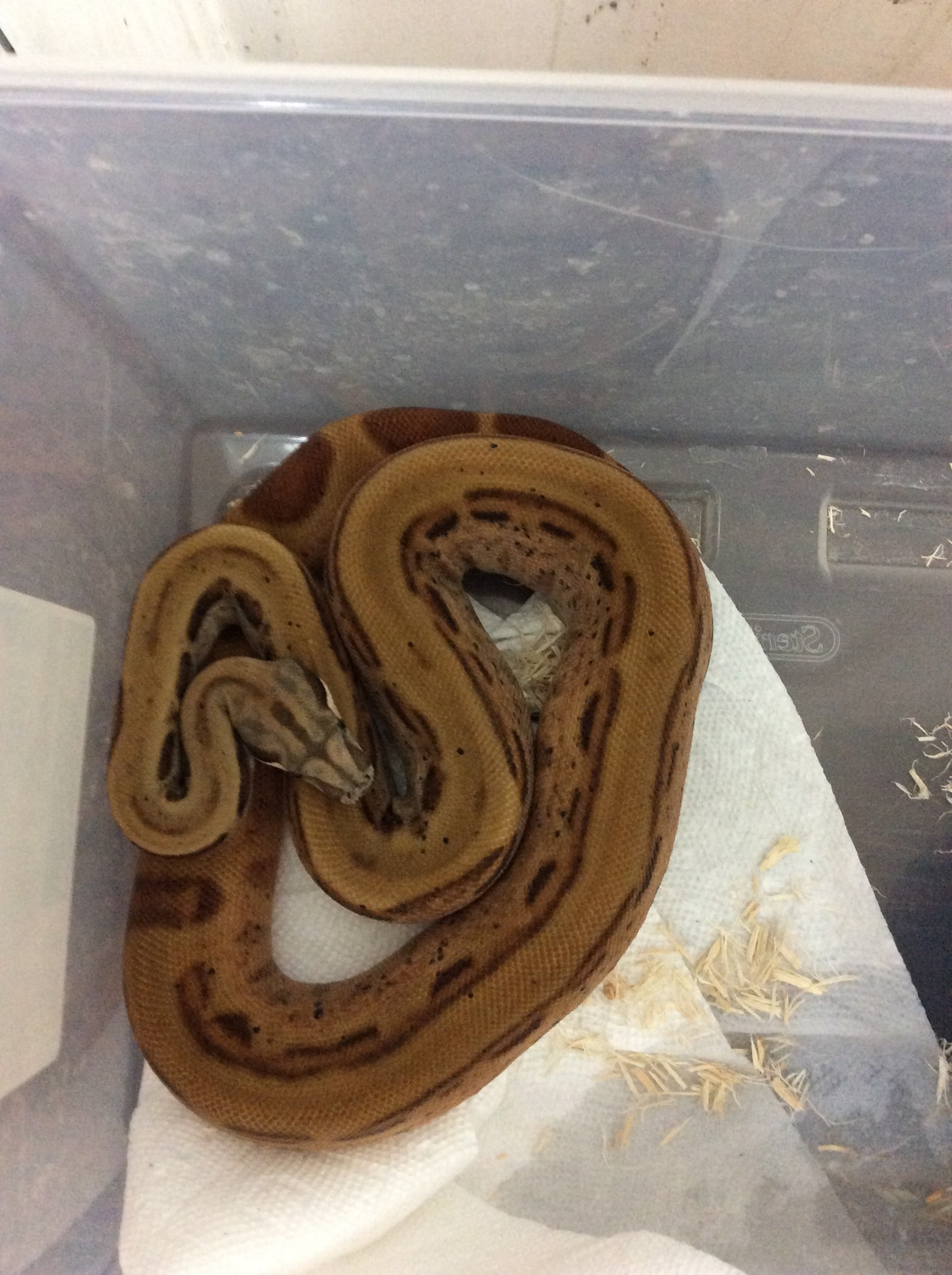 Hypo Motley Jungle Boa Constrictor by B & B Exotic Animals - MorphMarket