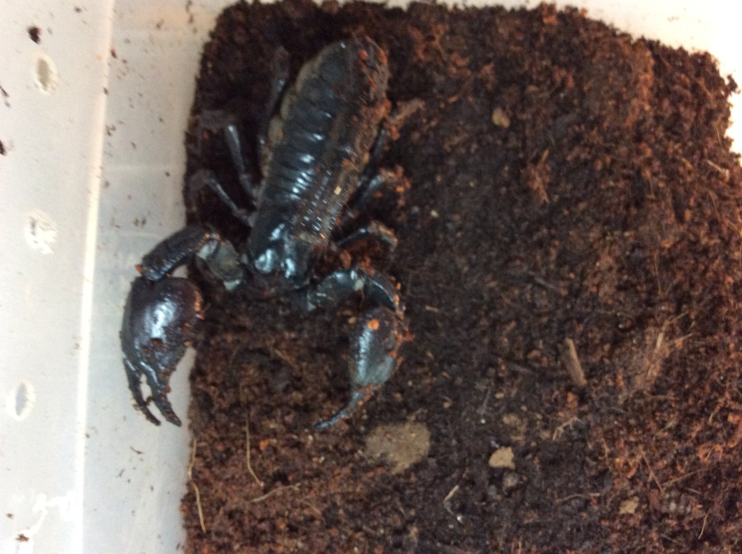 Beautiful Emperor Scorpion by B & B Exotic Animals - MorphMarket