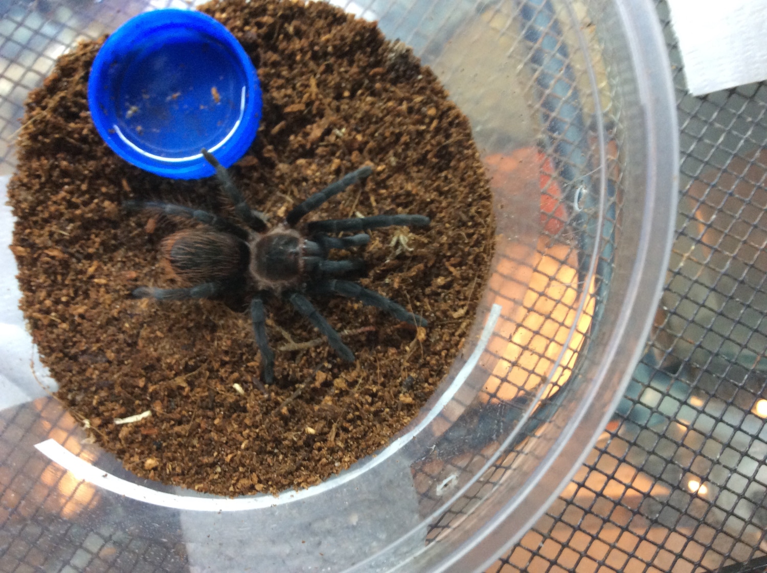 Mexican Red Rump Tarantula by B & B Exotic Animals - MorphMarket