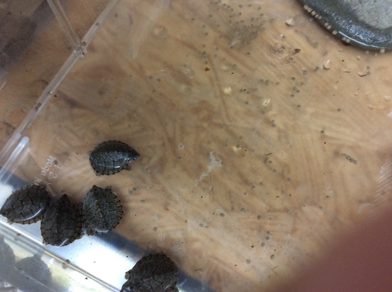 Baby Razorback Must Turtles Gorgeous Animals Mud & Musk Turtles by B ...