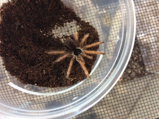 Colombian Giant Red Leg Tarantula by B & B Exotic Animals