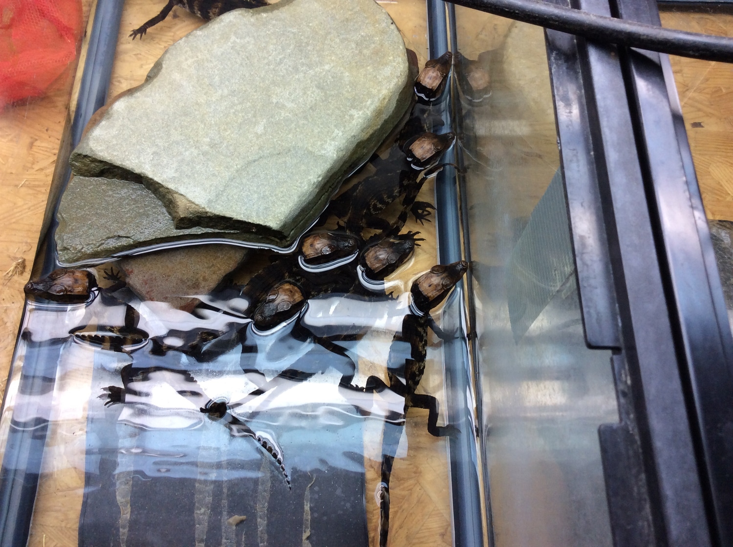 Beautiful Dwarf Caiman’s Ready For The New Homes Smooth-fronted Caiman ...