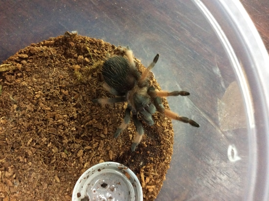 Mexican Painted Red Leg Tarantula by B & B Exotic Animals