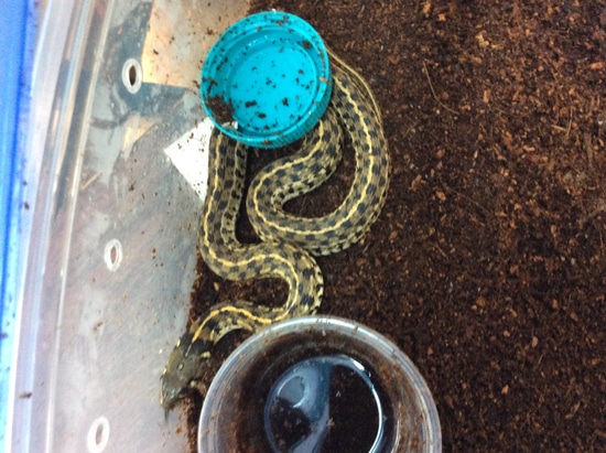 Checkered Checker Snakes Garter Snake by B & B Exotic Animals